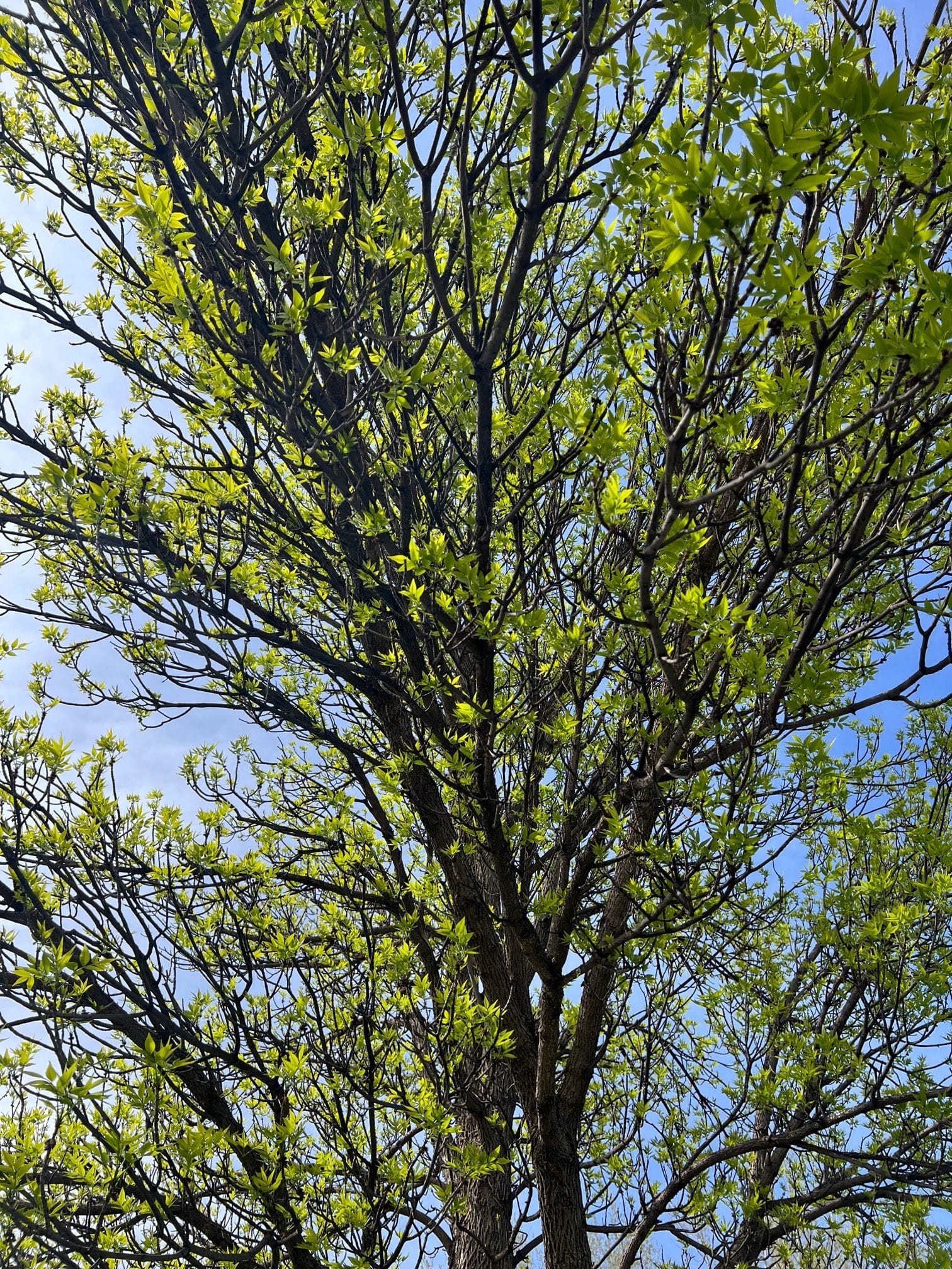 Aspen, a city named for a tree, goes big on Arbor Day | AspenTimes.com